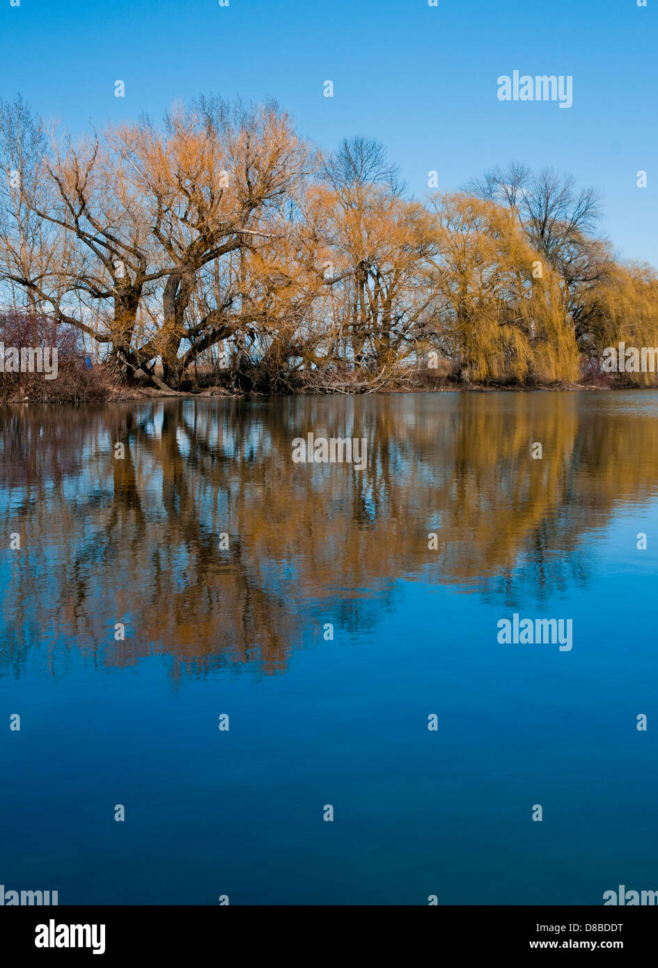 A willow in spring gives its color to both sky and water Stock Photo ...