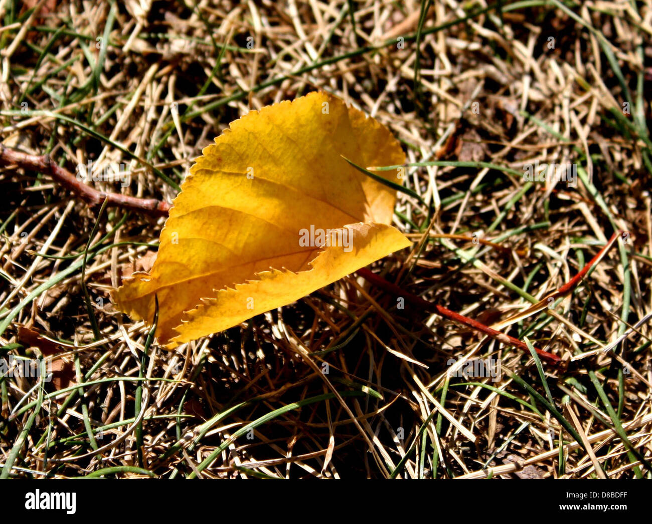 first leaf of fall Stock Photo - Alamy