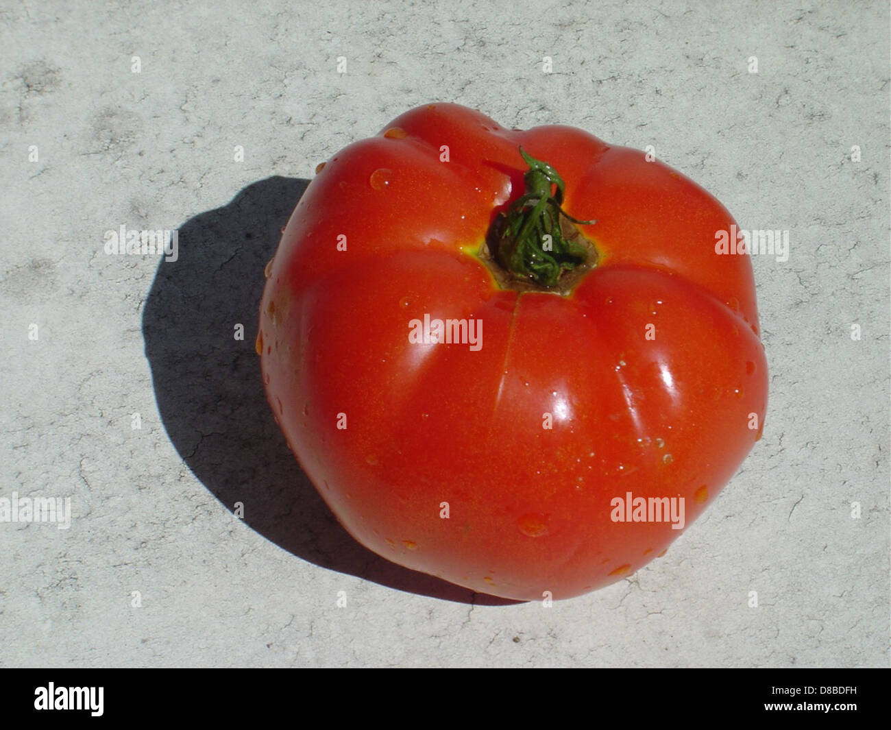 The first ripe tomato of the season, freshly picked from the garden ...