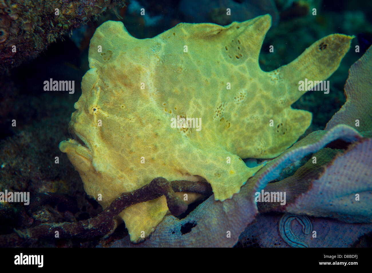 A yellow Giant frogfish Antennarius commersoni photographed from the ...
