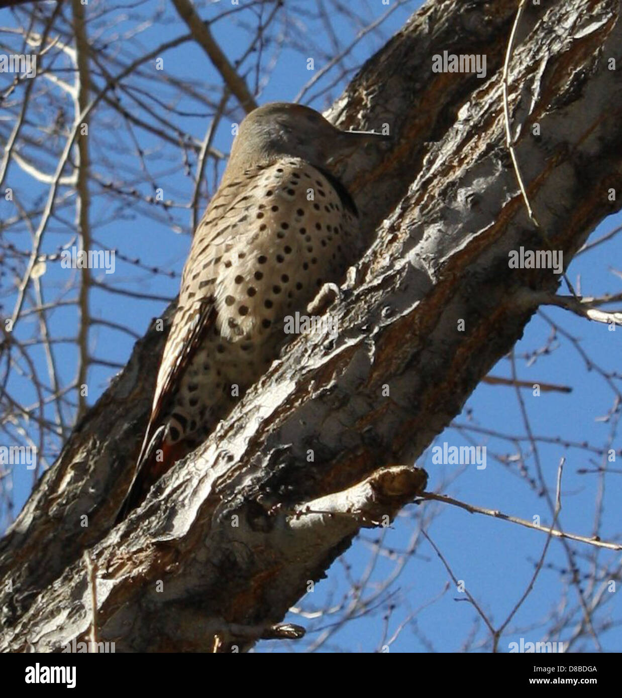 The flicker bird, a species of woodpecker, is known for its distinctive ...