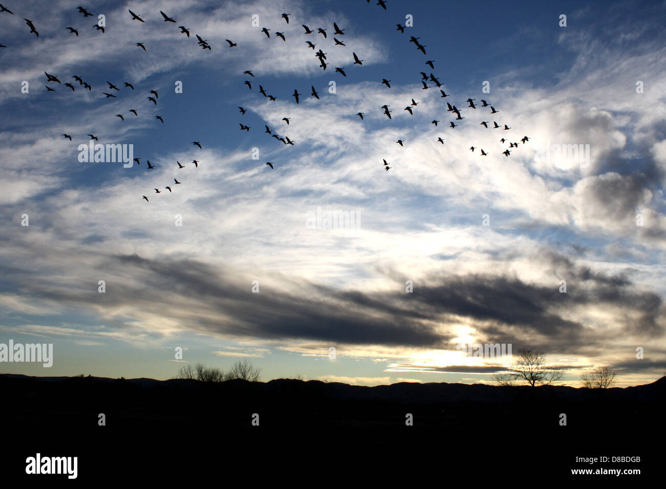 A flock of birds is captured soaring through the sky. The birds fly in ...