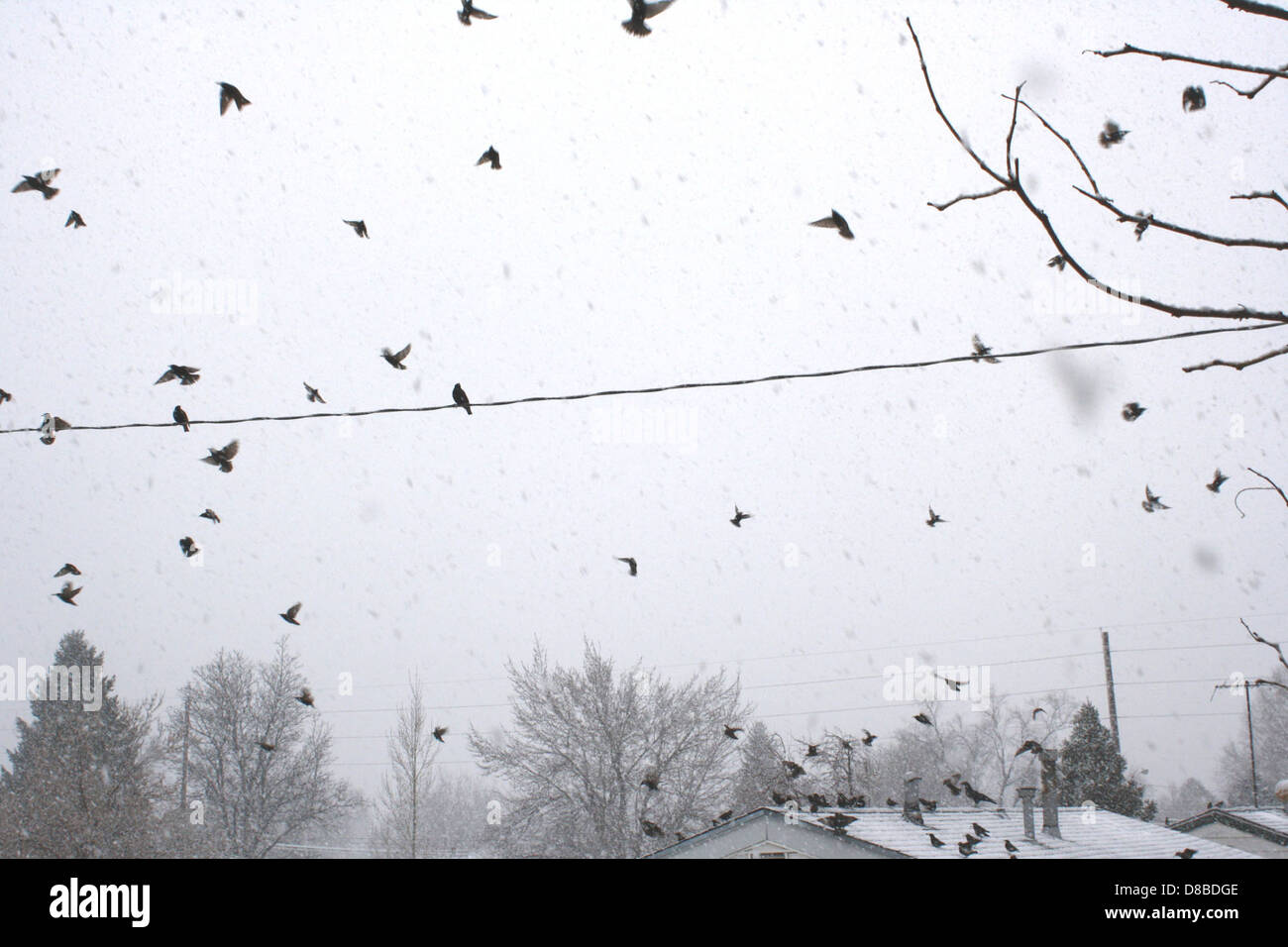 flock of birds in snow storm Stock Photo - Alamy