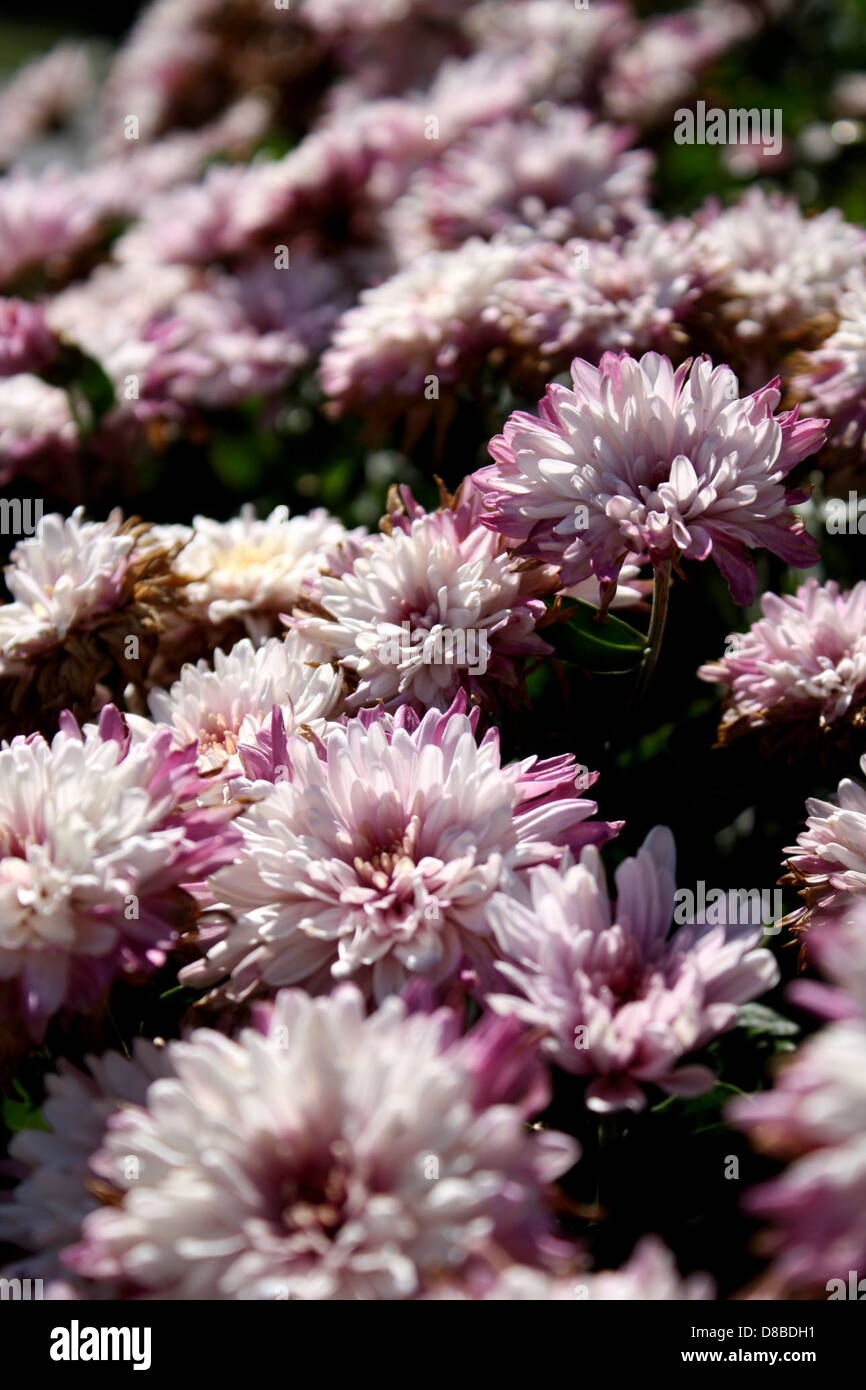 A flowerbed brimming with vibrant mums (chrysanthemums) in full bloom ...