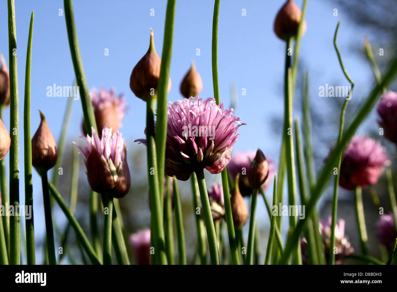 Chives in bloom display clusters of small purple flowers. These ...