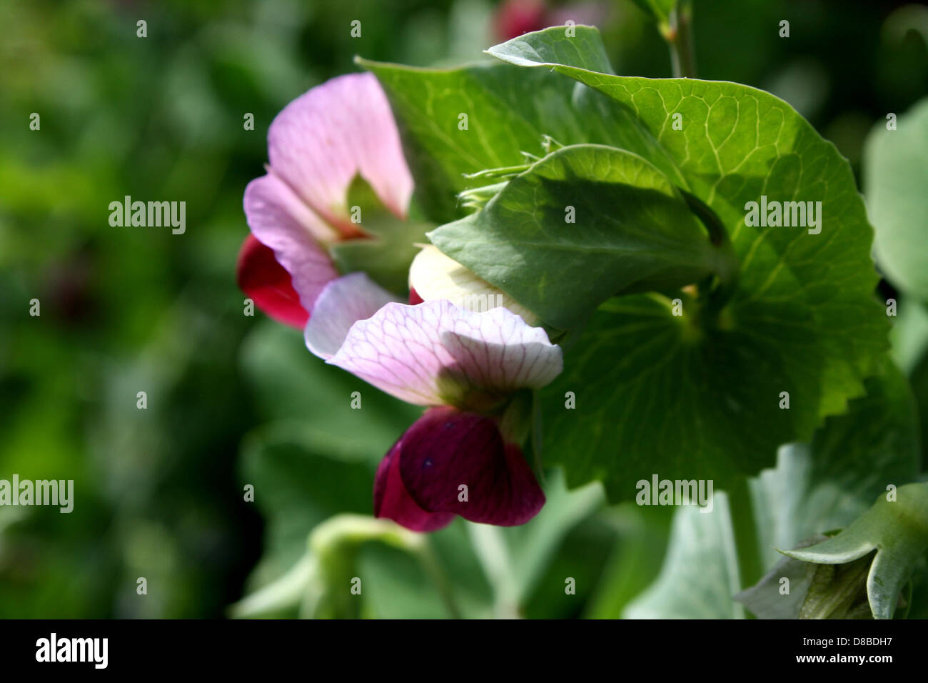 Flowering snow peas growing in a garden, showing the white blossoms and ...