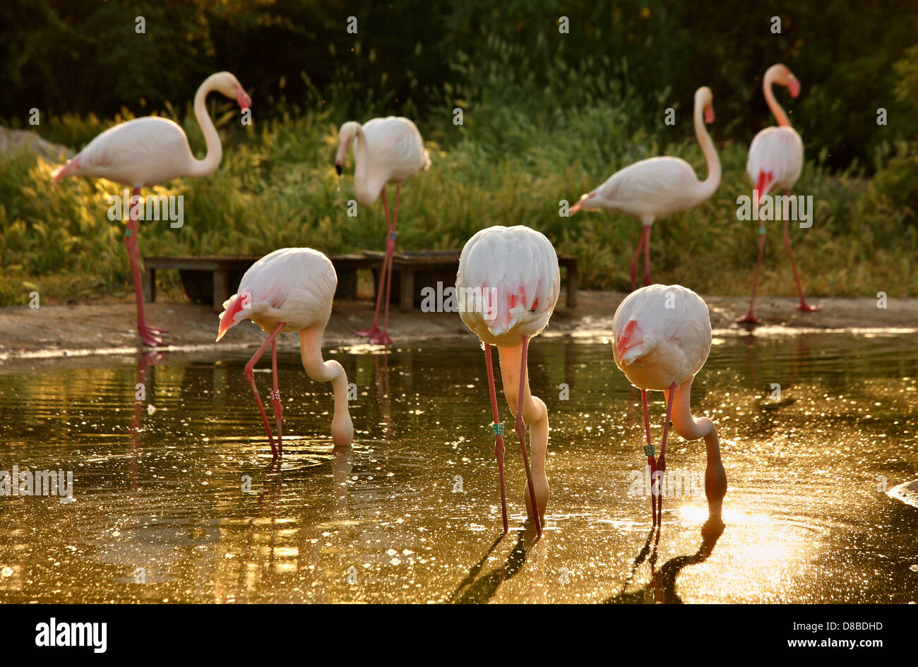 Zoo zoos zoological park hi-res stock photography and images - Alamy