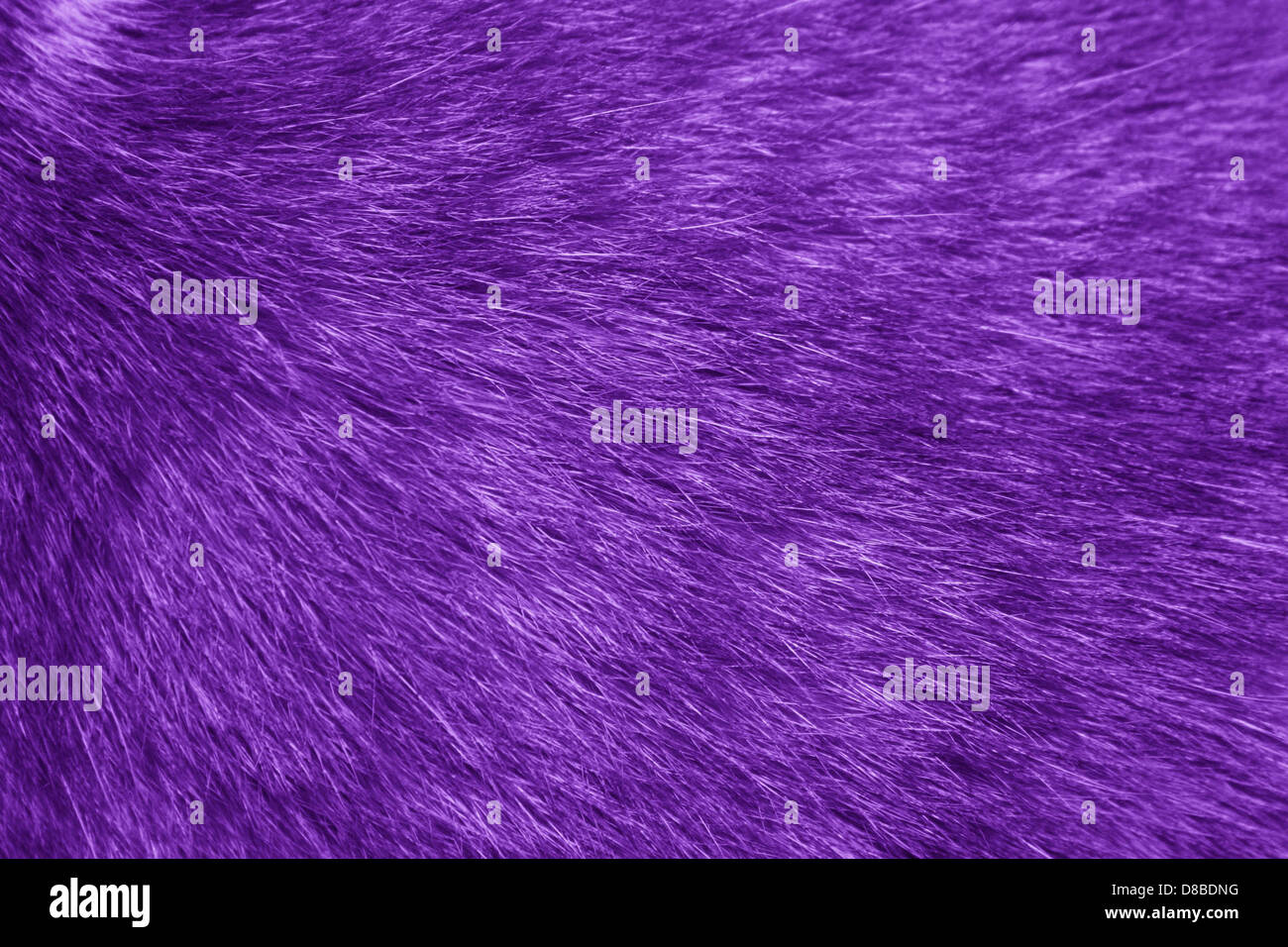A close-up image showing the texture of purple fur. The fur's plush ...
