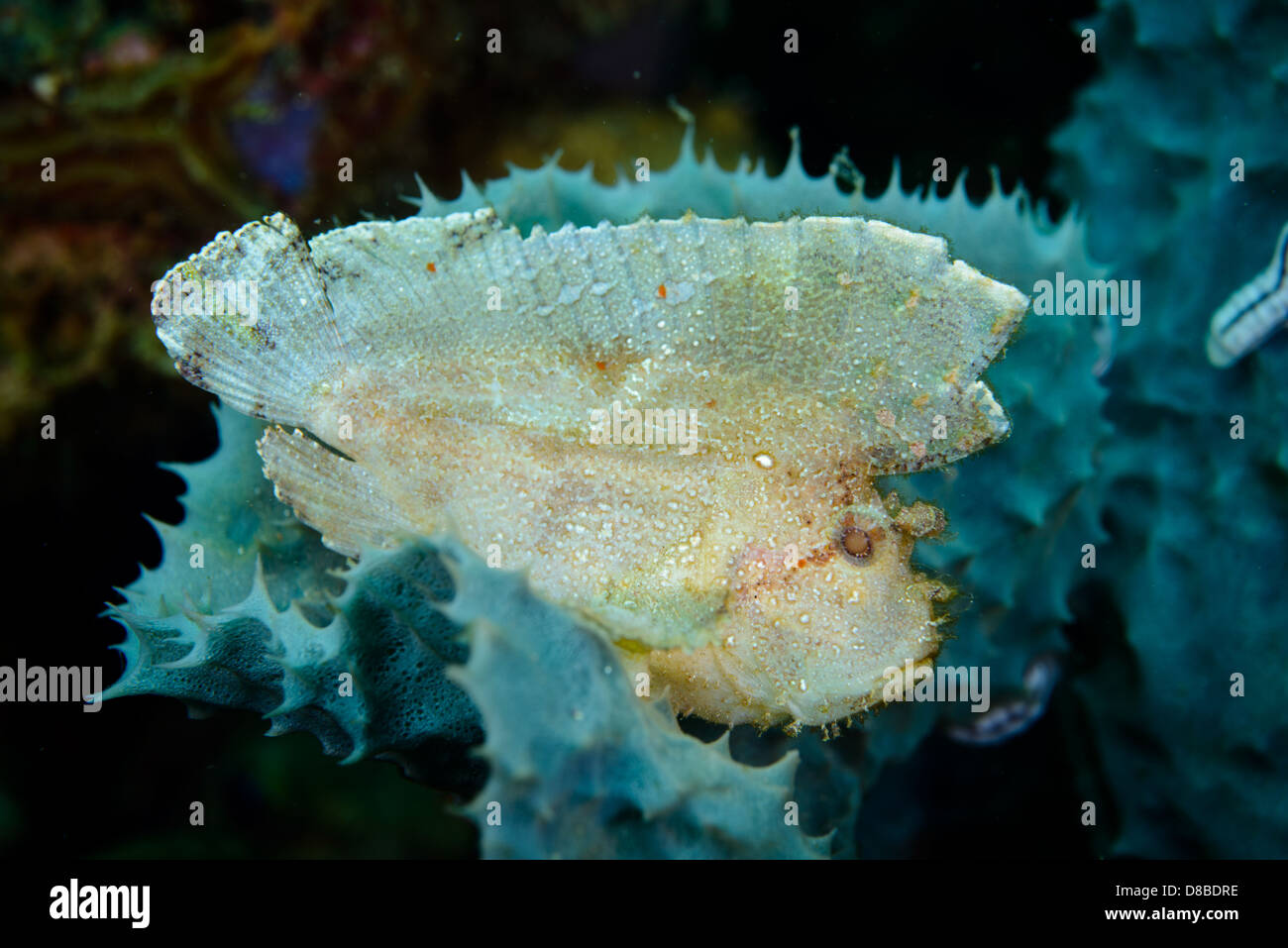 A white Leaf Scorpionfish stay put into position and only moves from ...