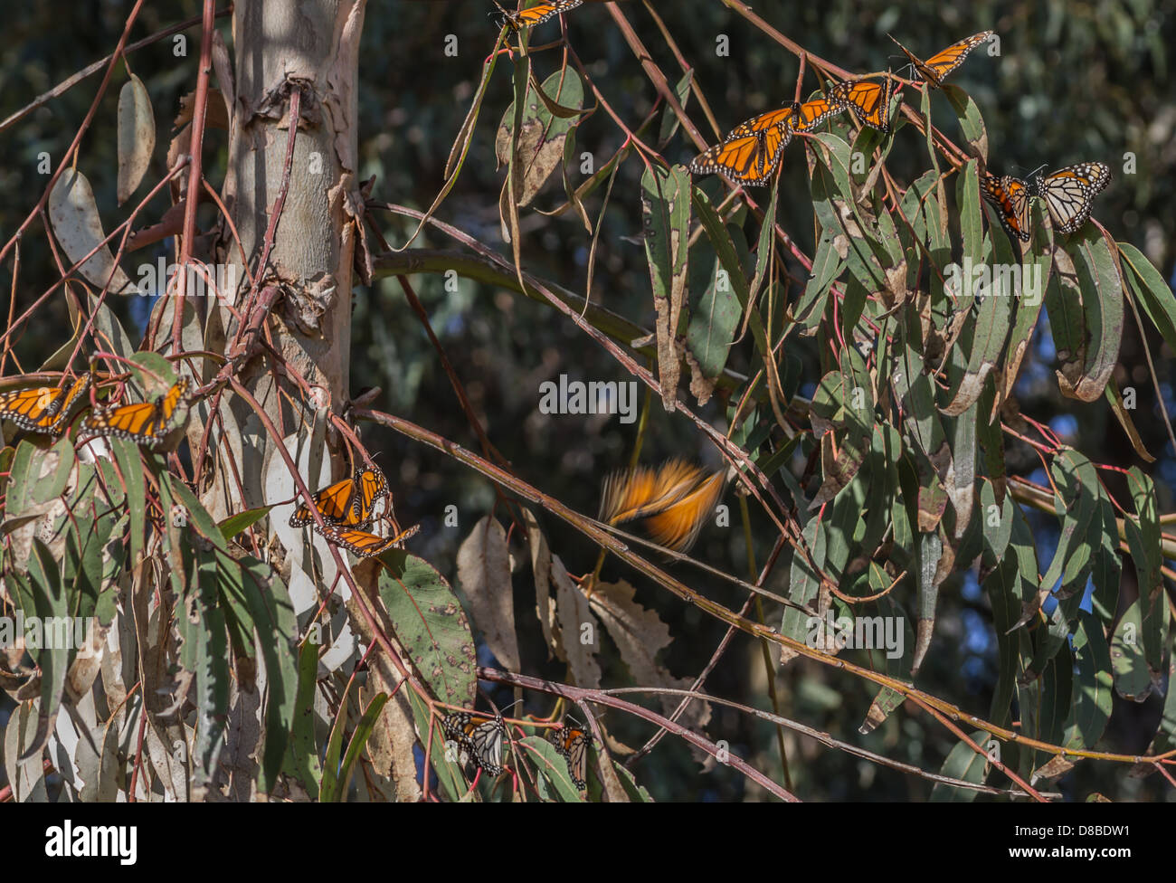 Monarch Butterflies, Monarch Grove, Pismo Beach California Stock Photo ...
