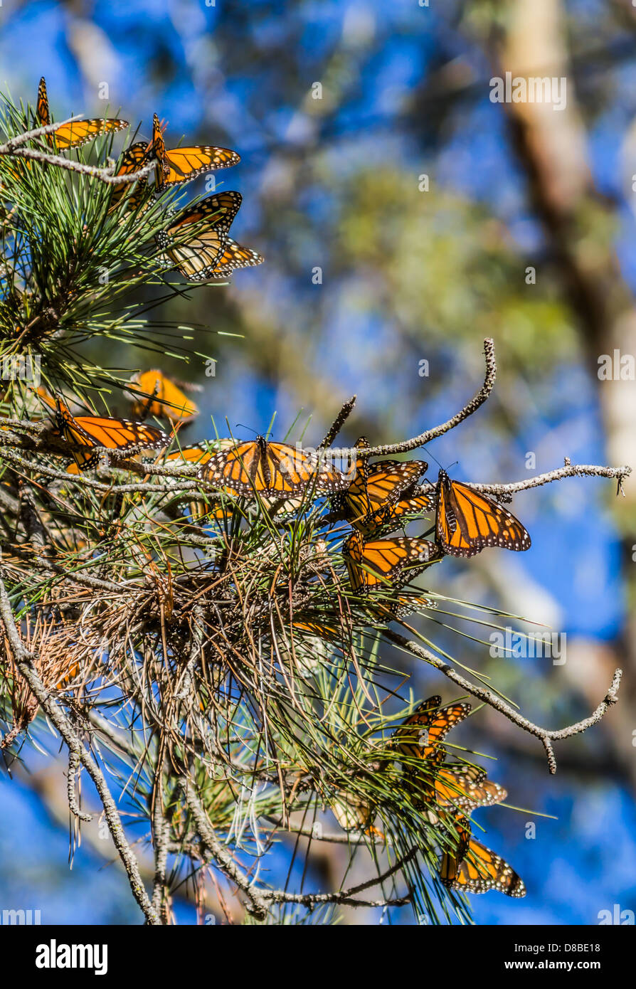 Monarch Butterflies, Monarch Grove, Pismo Beach California Stock Photo ...