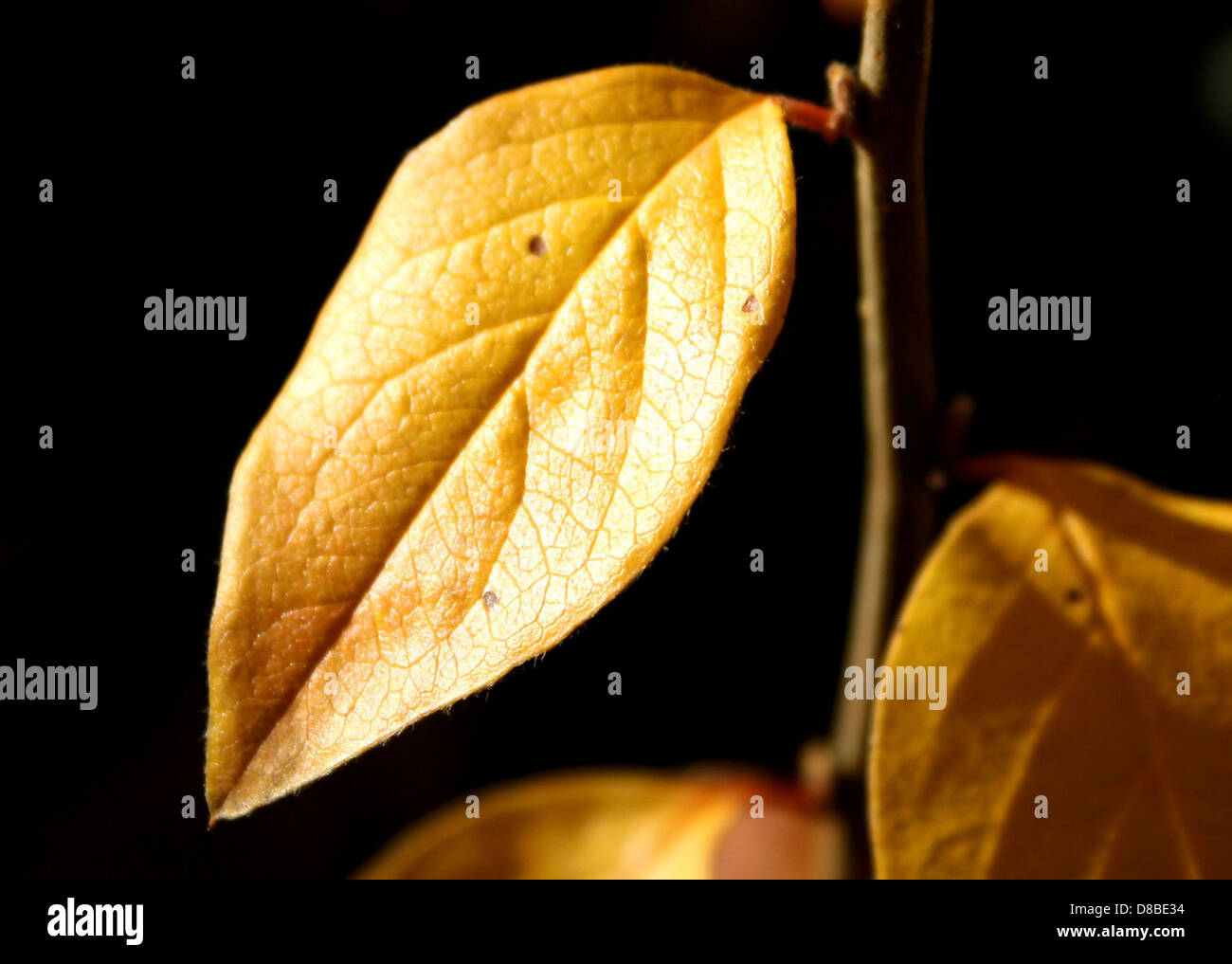 This image shows a golden leaf, which has turned a vibrant yellow ...