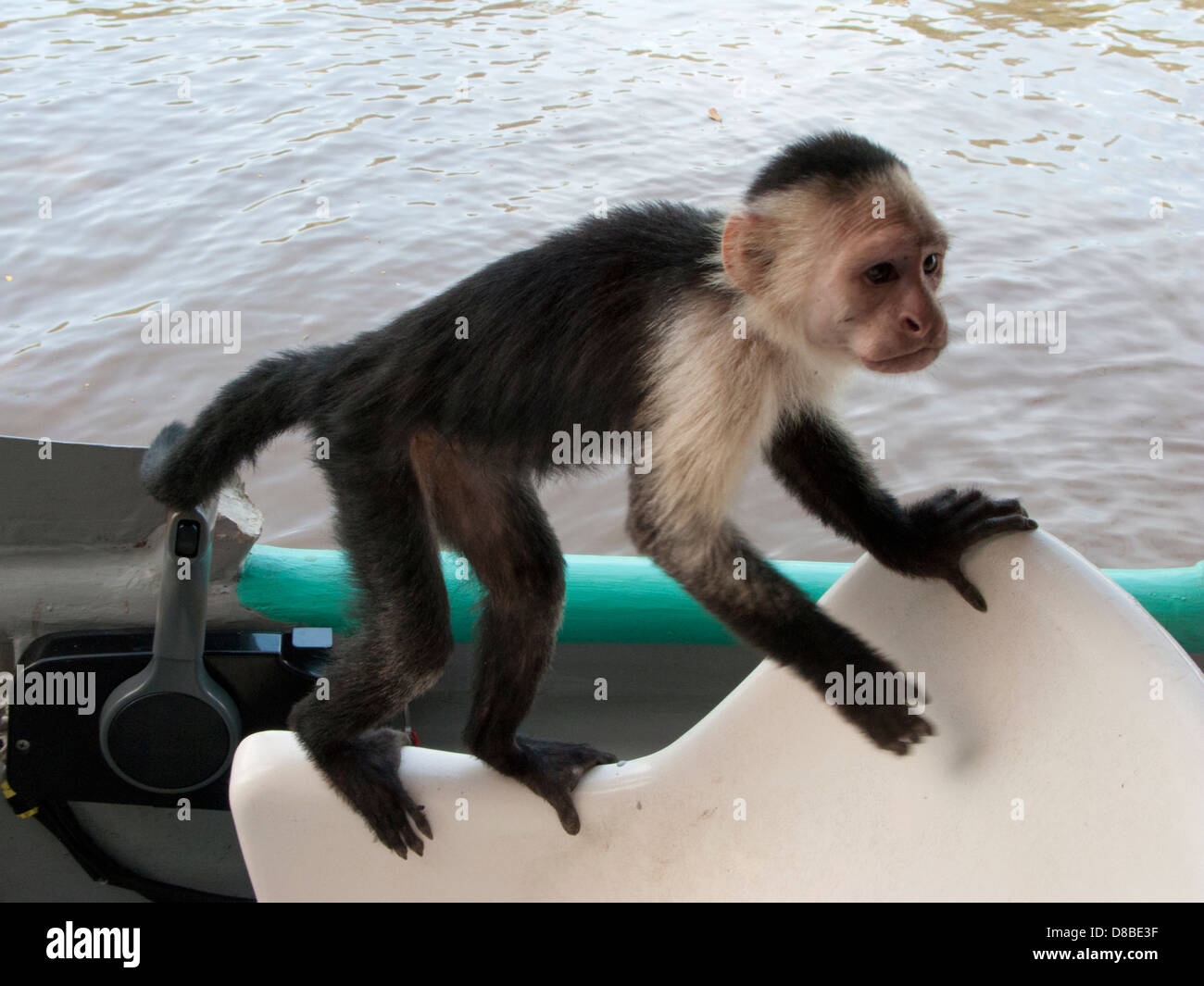 a white-headed capuchin monkey climbs aboard a tourism boat on the ...