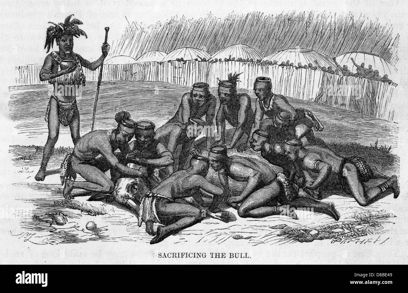 Bull Sacrifice High Resolution Stock Photography and Images - Alamy