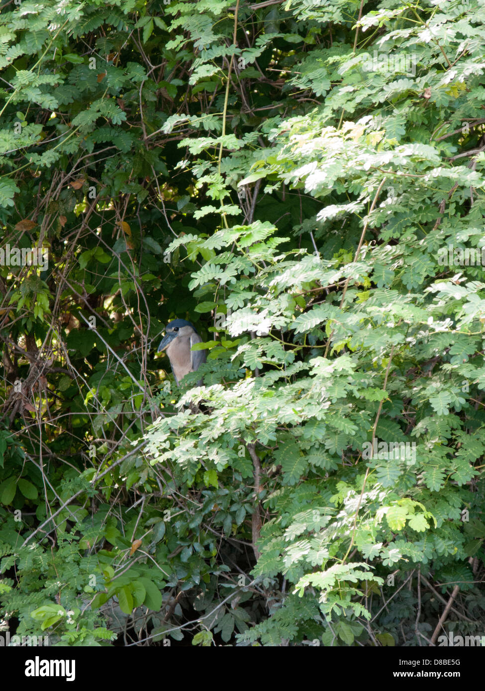 Tempisque river tour hi-res stock photography and images - Alamy