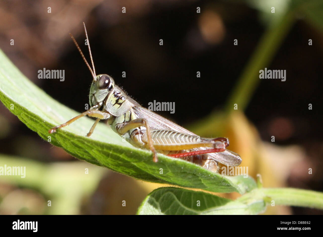 Insect herbivore hi-res stock photography and images - Alamy