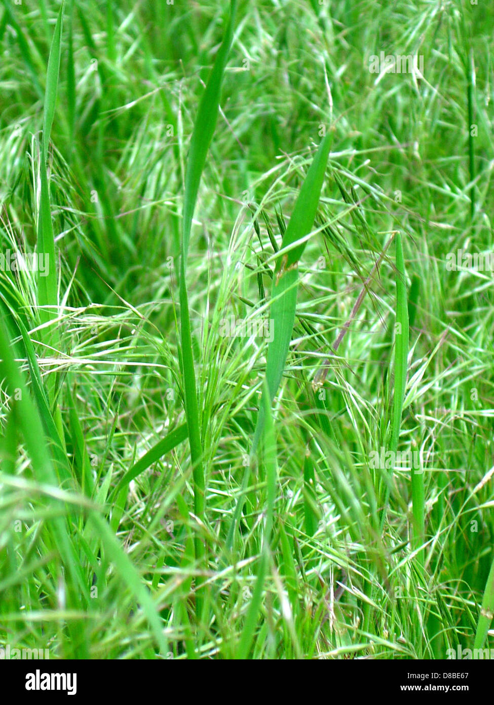 Grass in a field going to seed, showcasing the natural cycle of growth ...