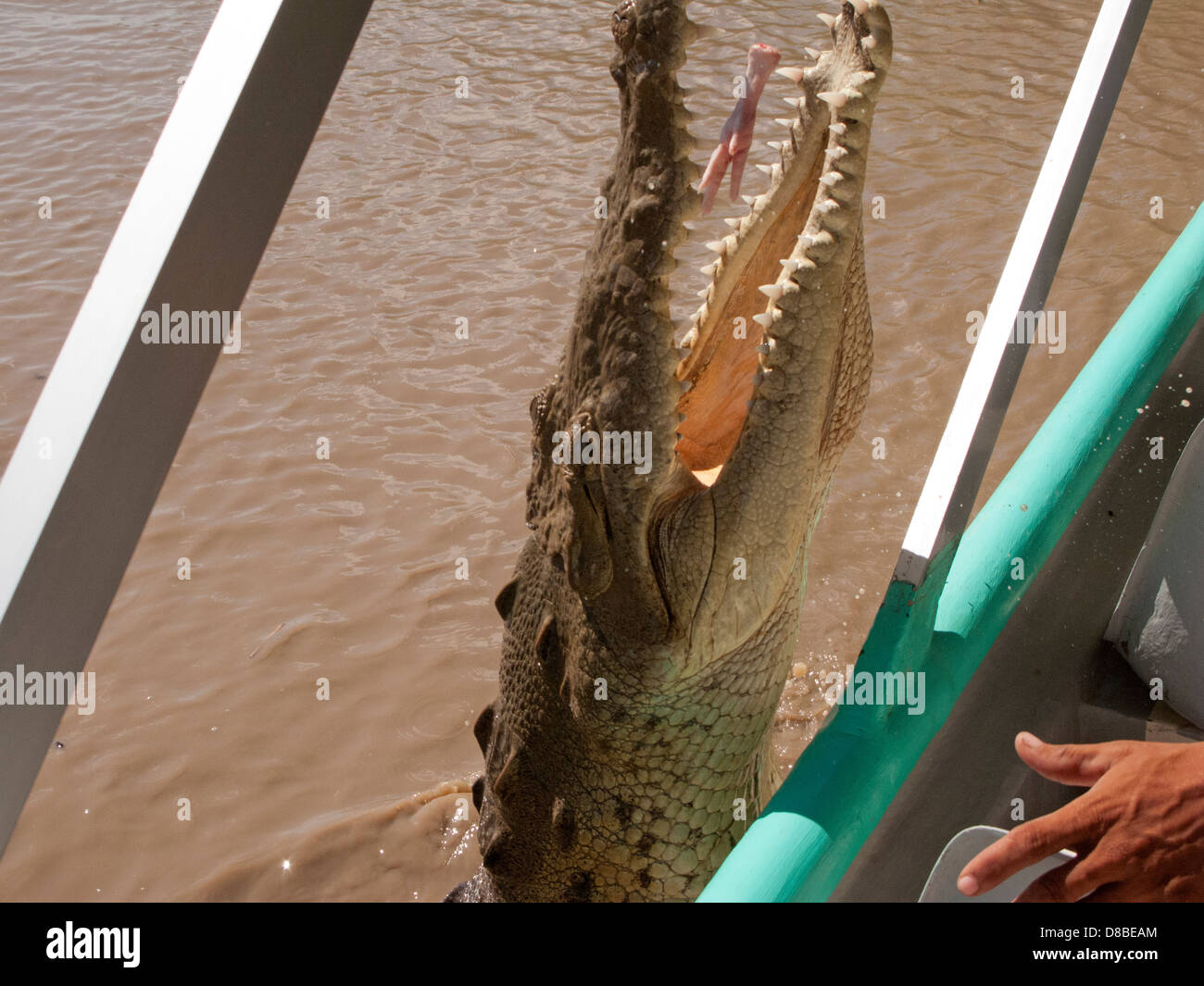 feeding a crocodile along the Tempisque river in the Palo Verde ...