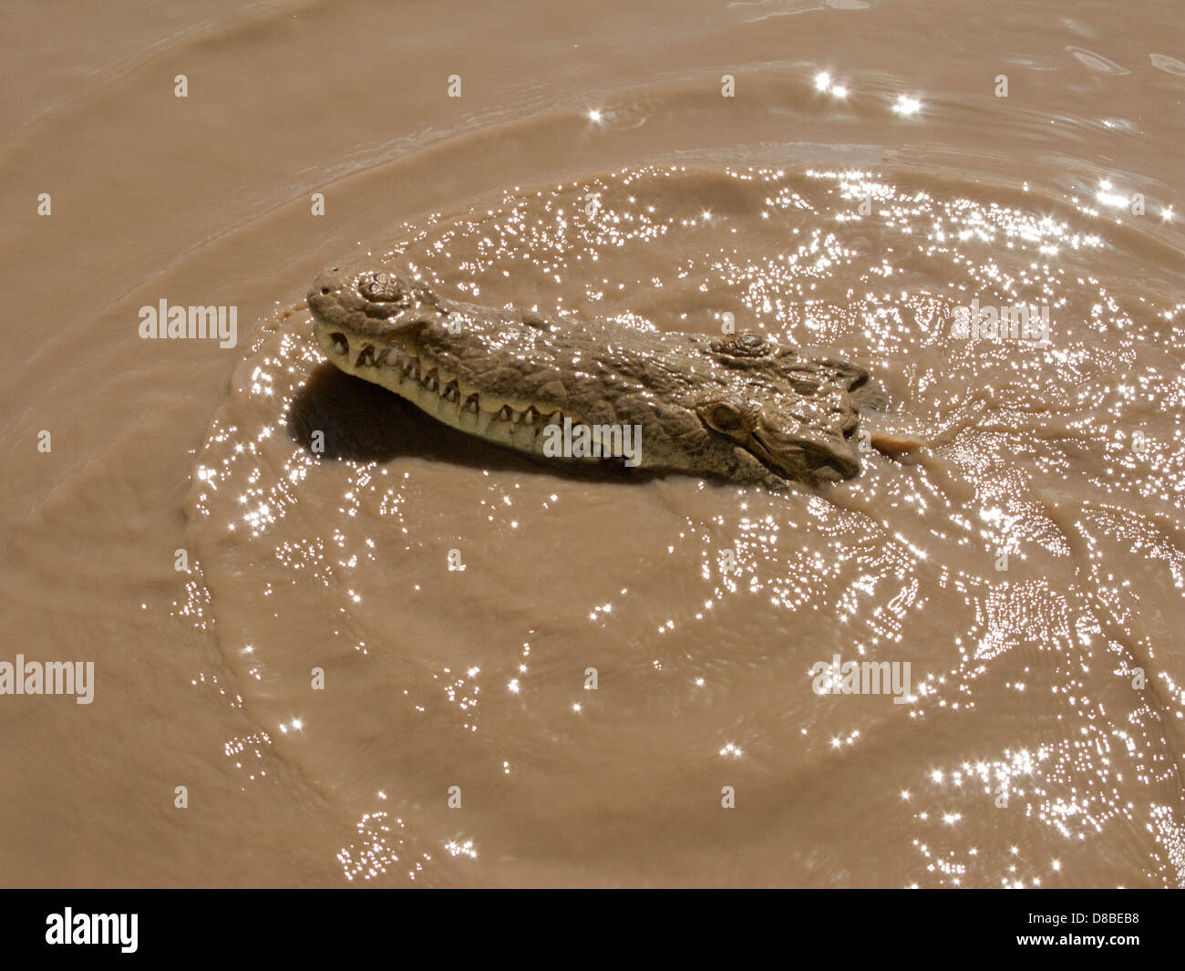 Crocodile In Muddy Water Northern Territory Fishing Lobby Vows To Make