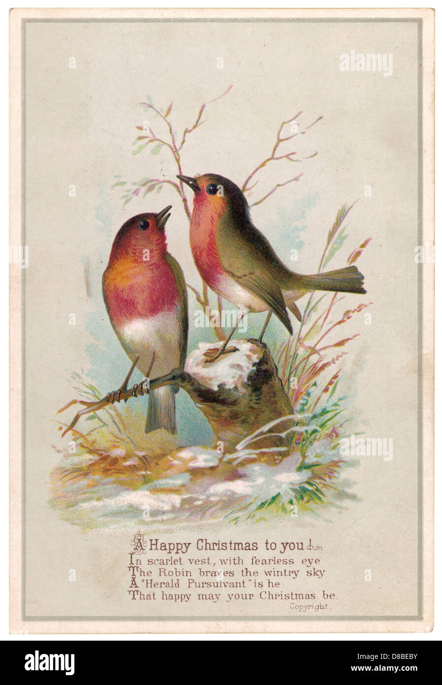Two robins hi-res stock photography and images - Alamy Two robins hi-res stock photography and images - Alamy