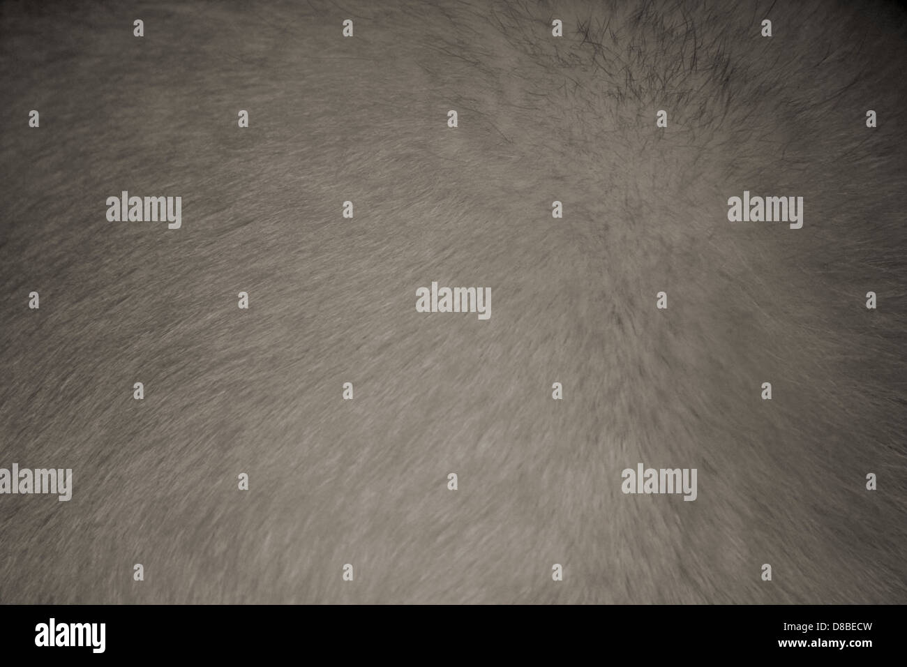 gray fur texture Stock Photo - Alamy