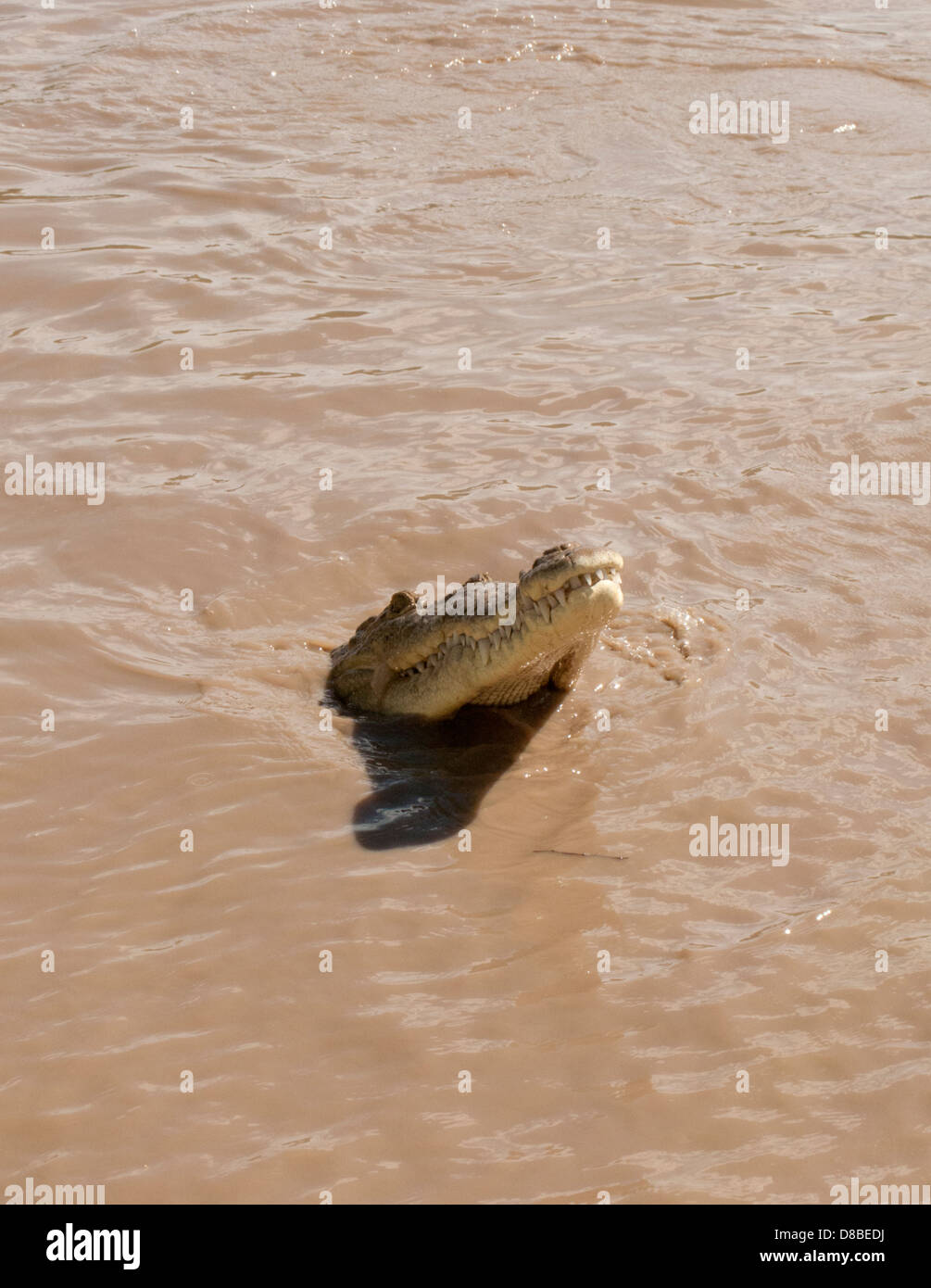 female crocodile pokes her head through the water in the Tempisque ...