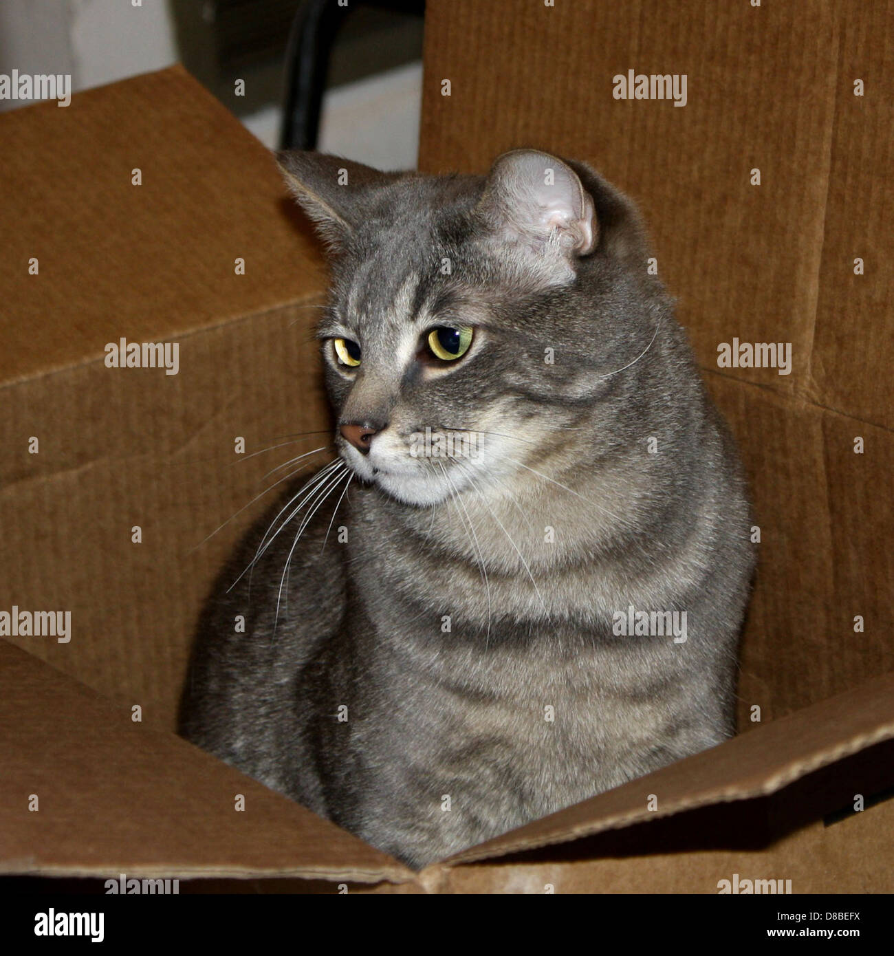 gray tabby cat in cardboard box Stock Photo - Alamy