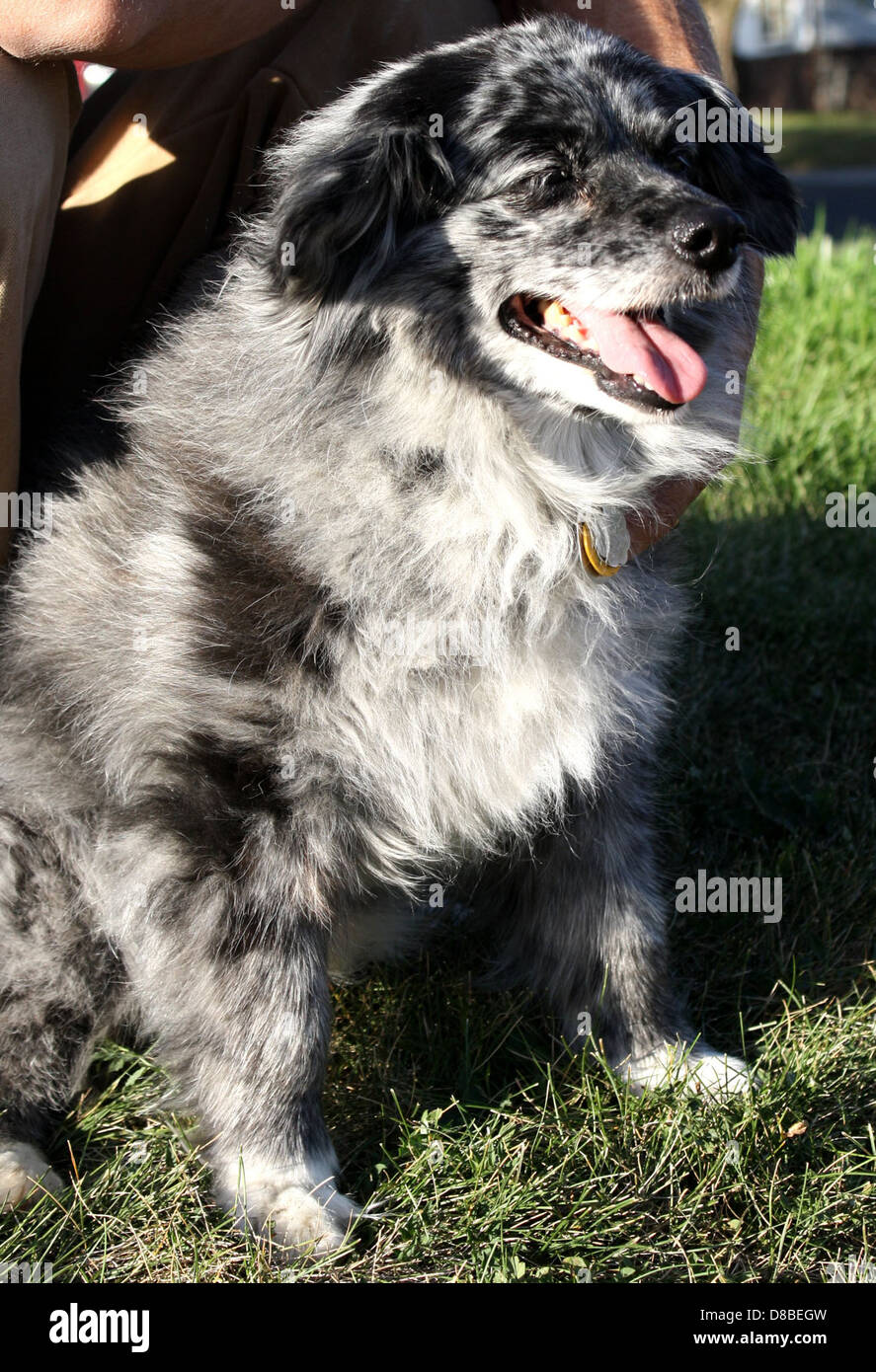 This image shows a gray-colored dog, which may be of various breeds ...
