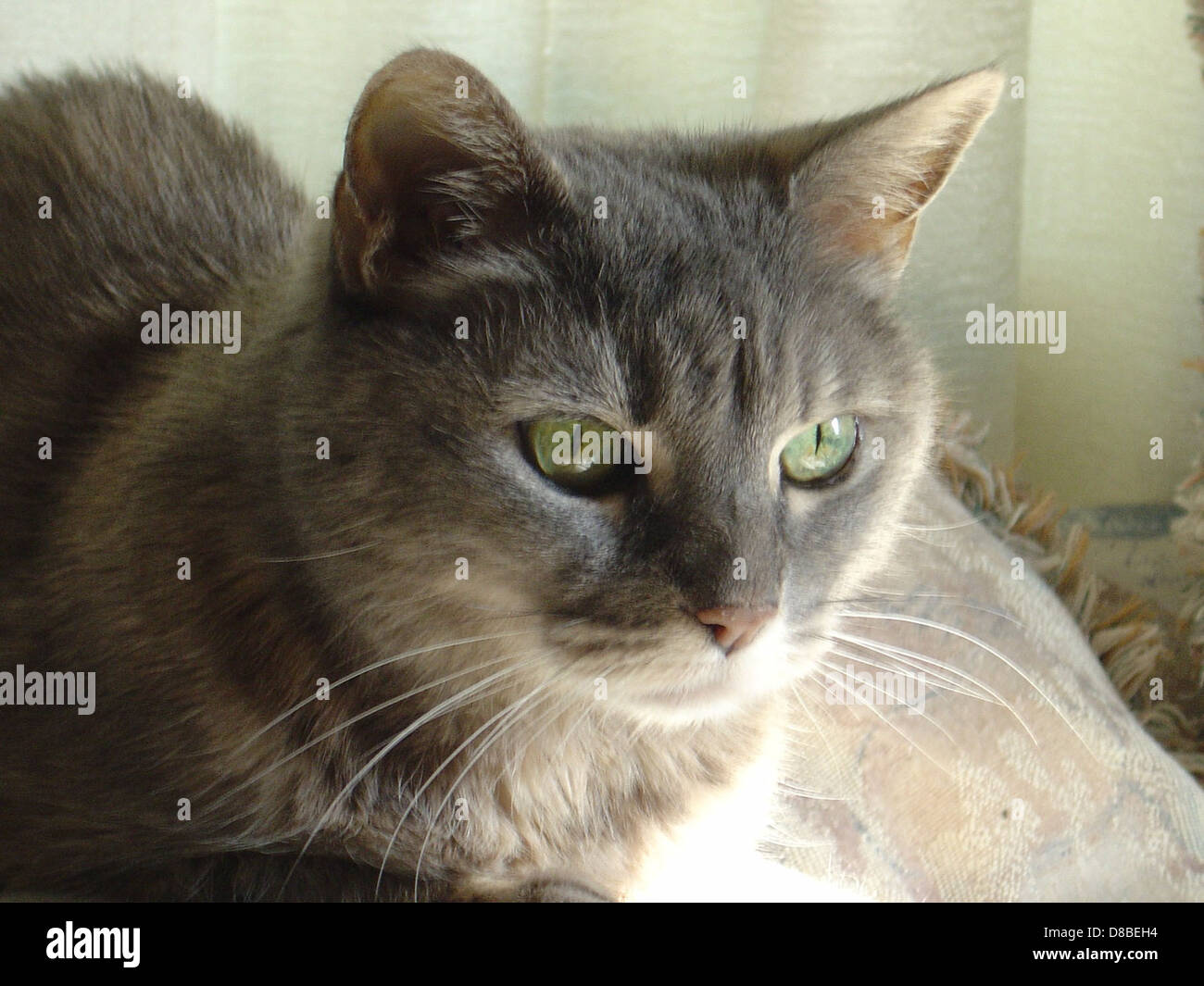 A close-up of a gray tabby cat, focusing on its fur pattern and facial ...
