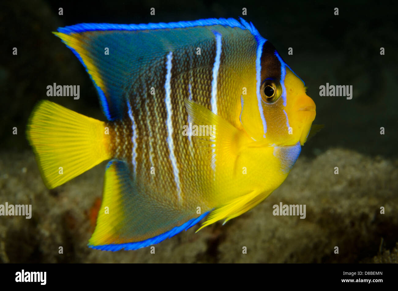 A juvenile queen angelfish Stock Photo - Alamy