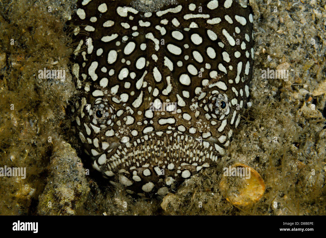 Stargazer fish hi-res stock photography and images - Alamy
