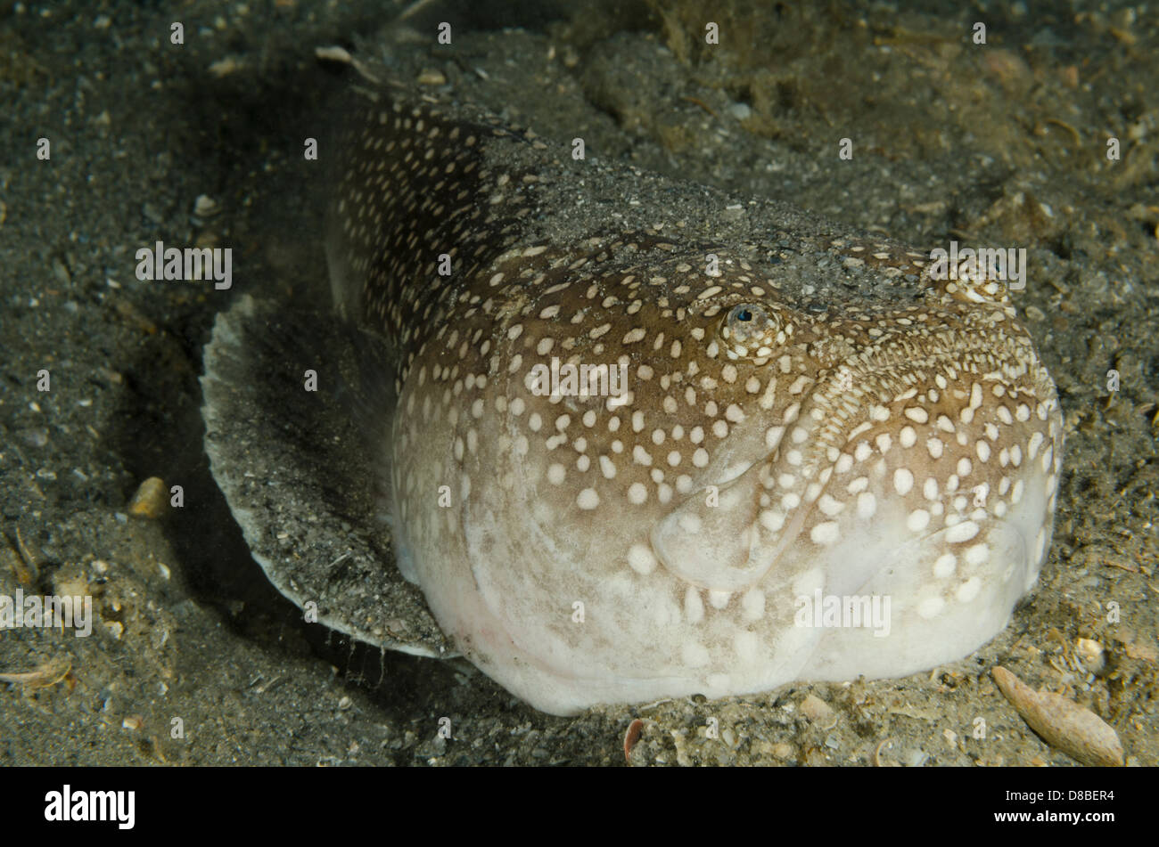 A stargazer in the sand Stock Photo - Alamy