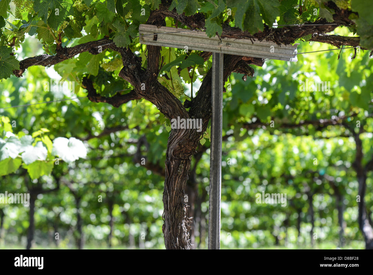 Grapes on the Vine in Spring Stock Photo - Alamy