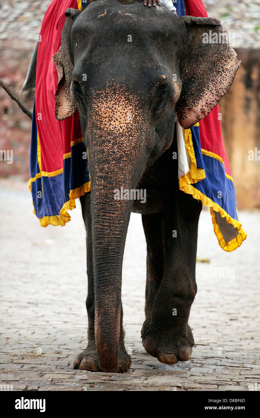 India elephant culture hi-res stock photography and images - Alamy