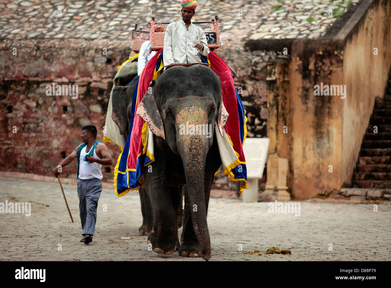 India elephant culture hi-res stock photography and images - Alamy