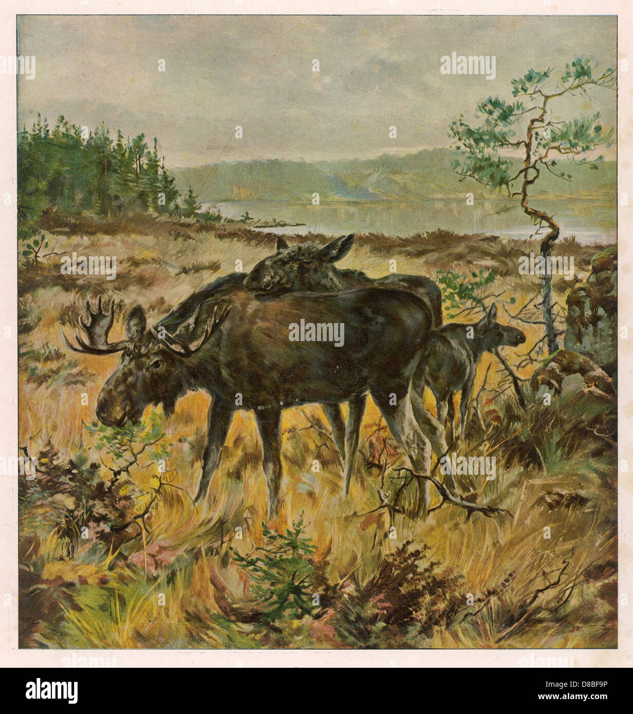ELKS IN SWEDEN Stock Photo - Alamy