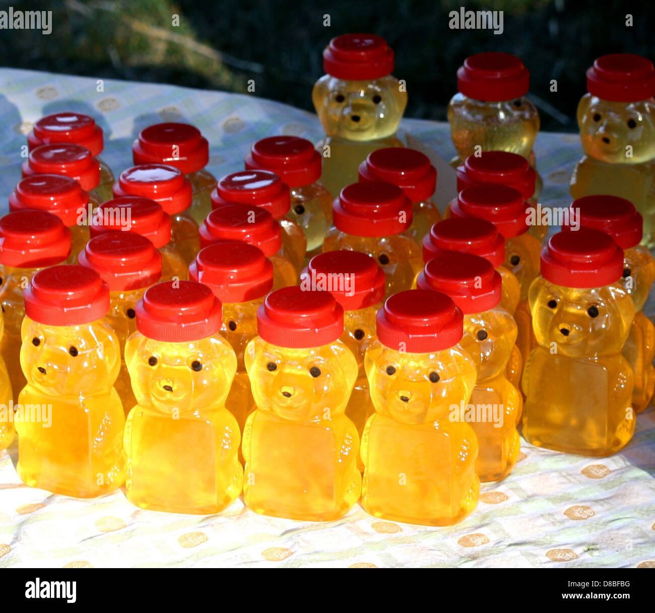 This image shows a pair of honey bears basking in the sunlight ...