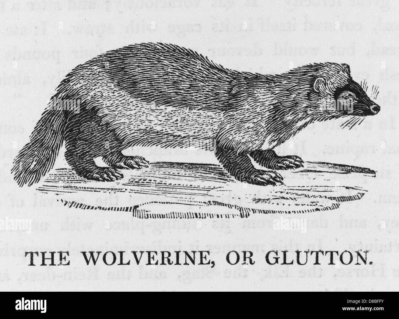 WOLVERINE / GLUTTON Stock Photo - Alamy