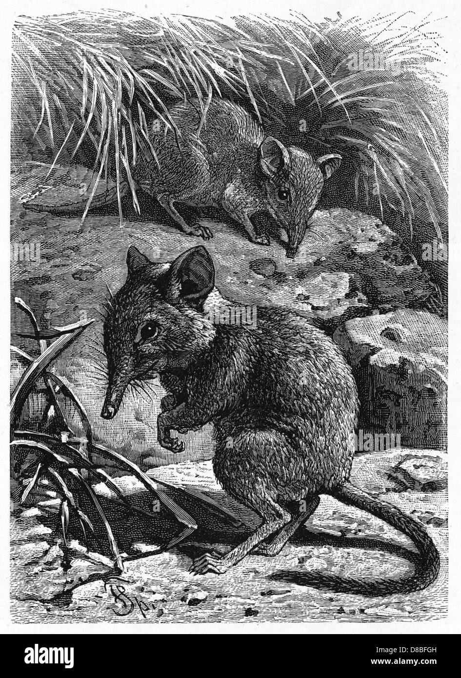 Typicus Black and White Stock Photos & Images - Alamy