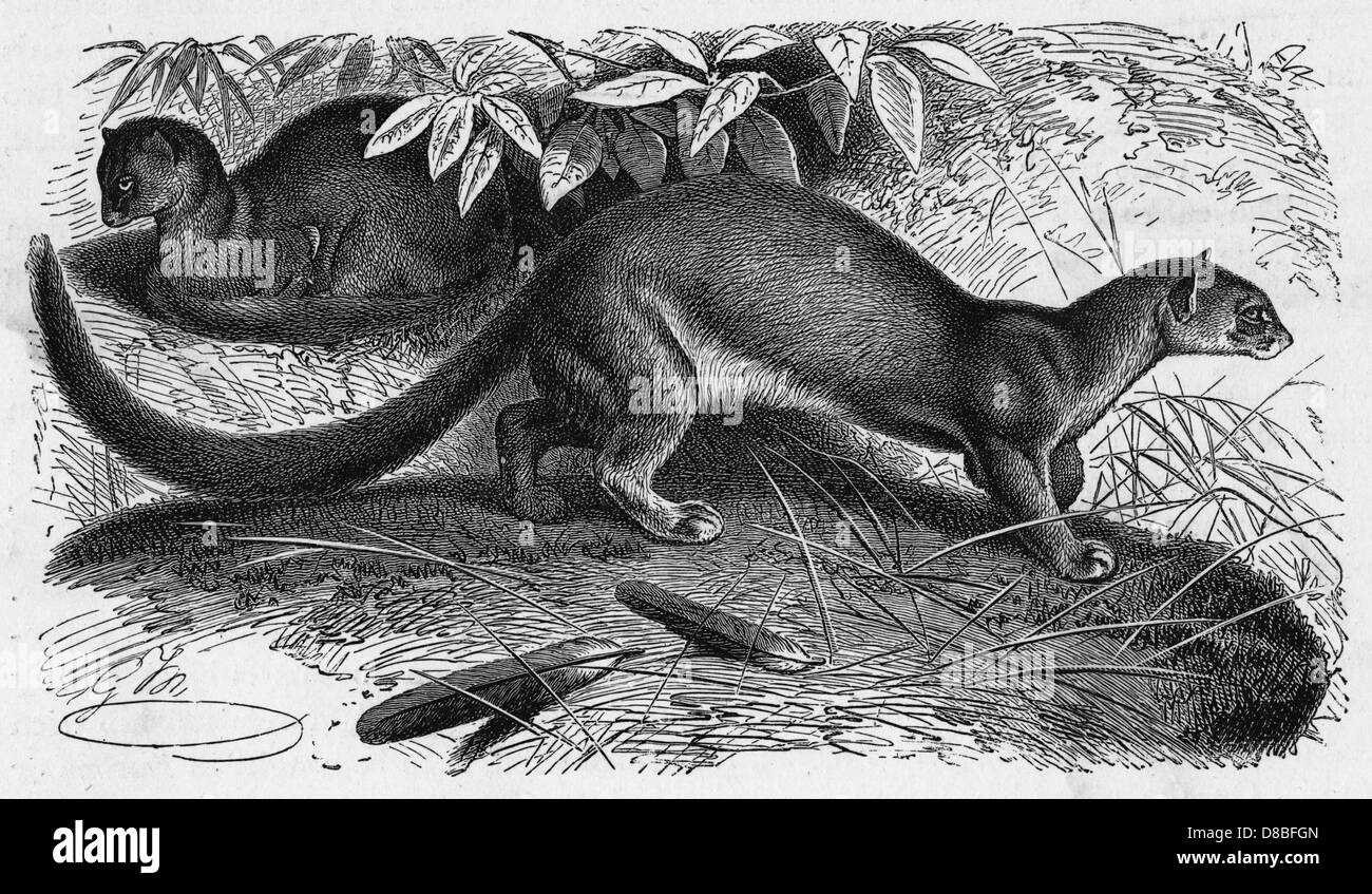 Eyra hi-res stock photography and images - Alamy