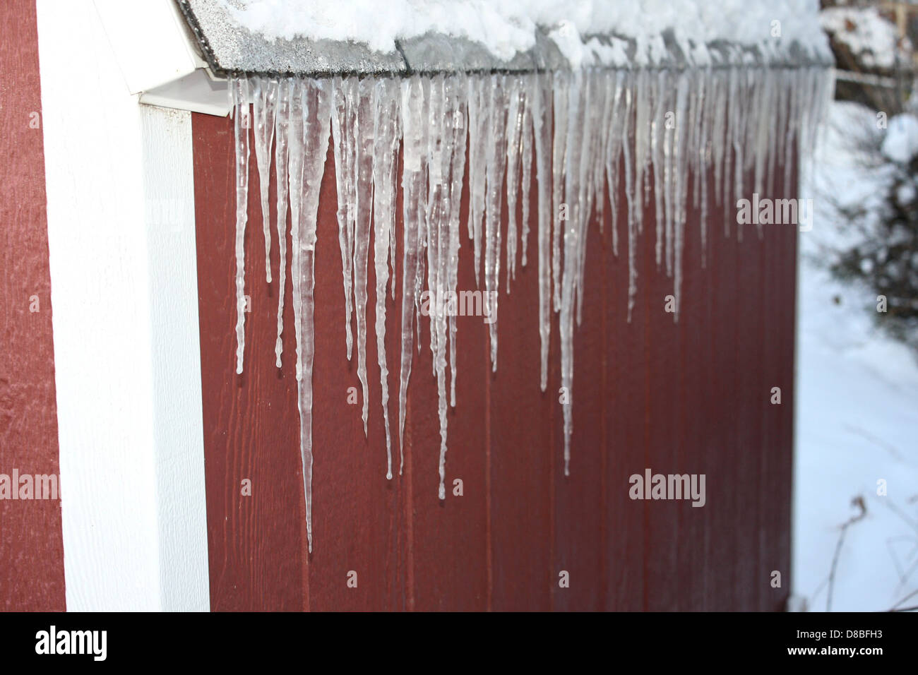 Icicles formed along the edge of a shed roof, created by freezing water ...