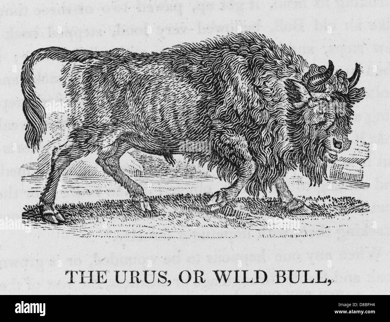 Urus Black and White Stock Photos & Images - Alamy