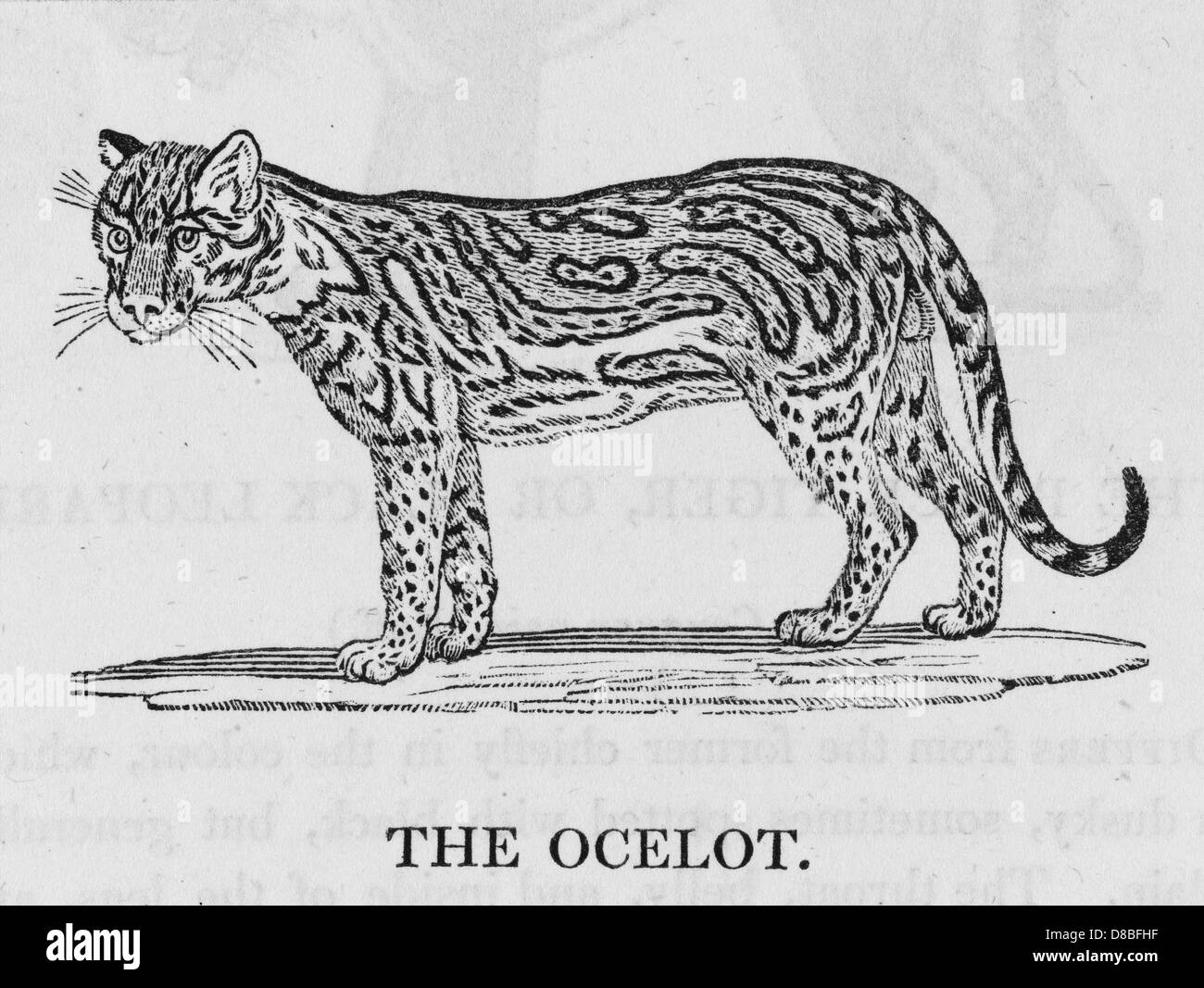 Black And White Ocelot