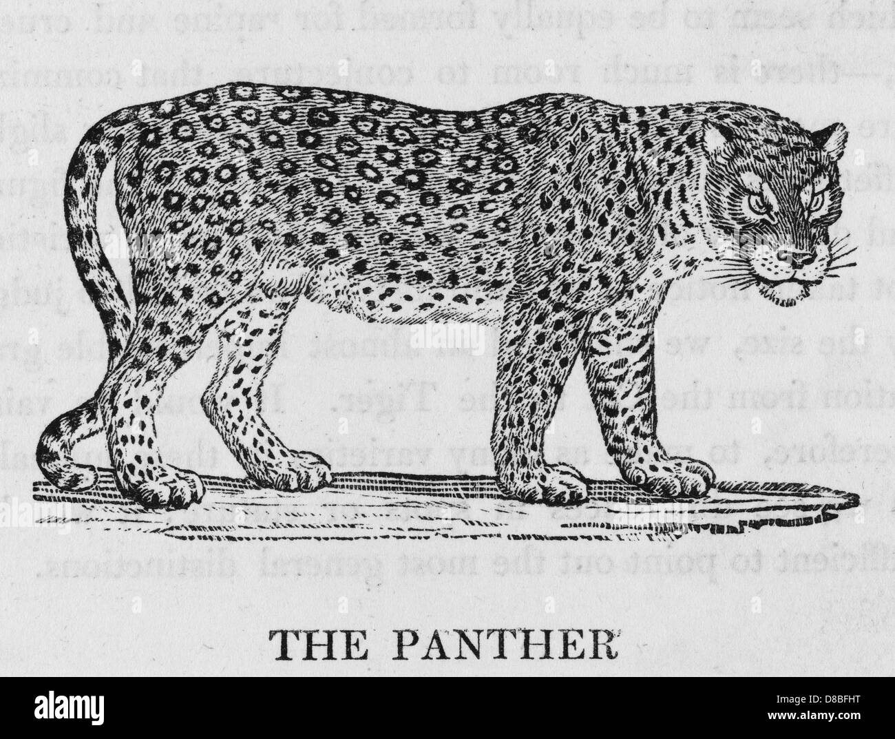 Bewick hi-res stock photography and images - Alamy