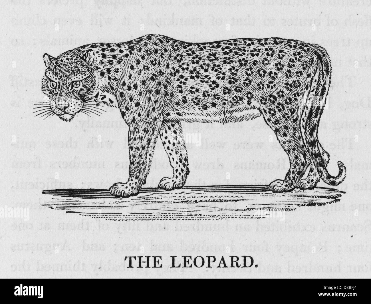 See leopard Black and White Stock Photos & Images - Alamy