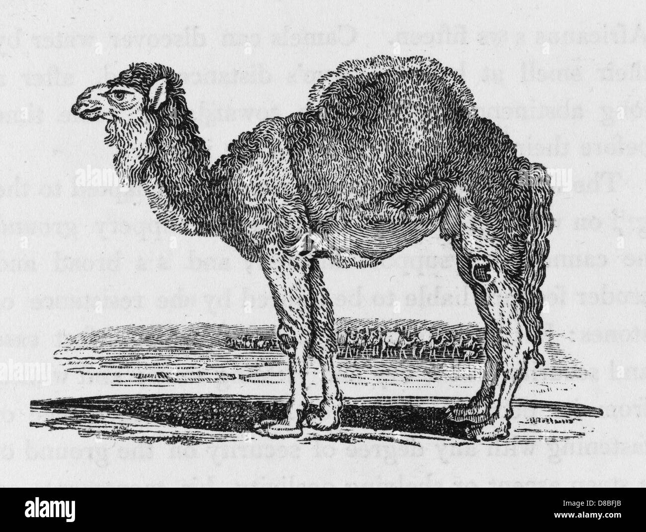 Camelus dromedarius dromedary Black and White Stock Photos & Images - Alamy