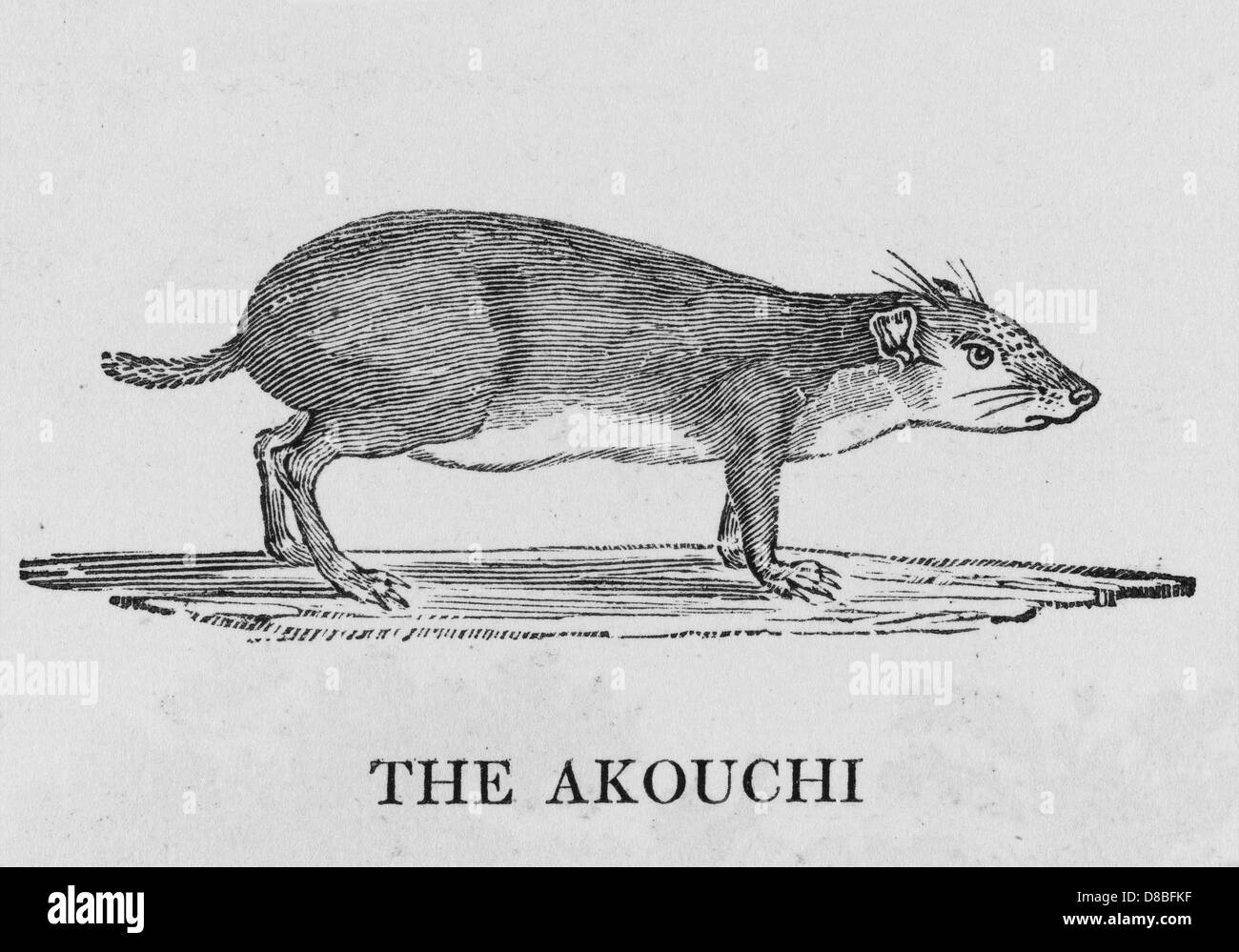 The akouchi hi-res stock photography and images - Alamy