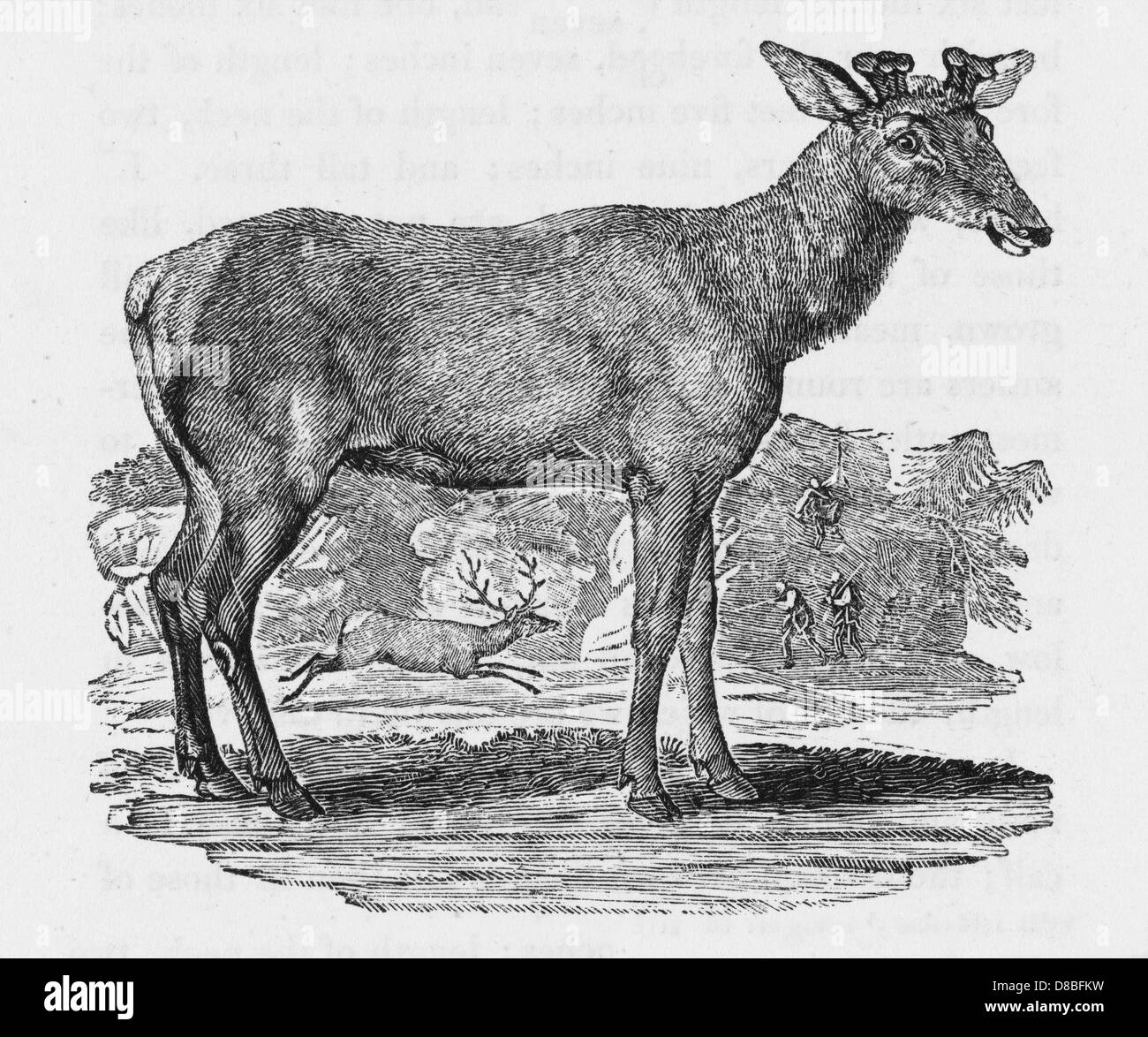 American Elk Bewick Stock Photo - Alamy