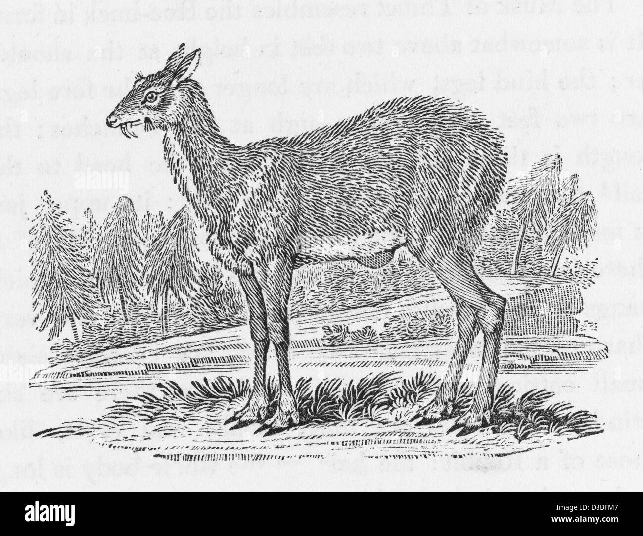 Deer musk Black and White Stock Photos & Images - Alamy