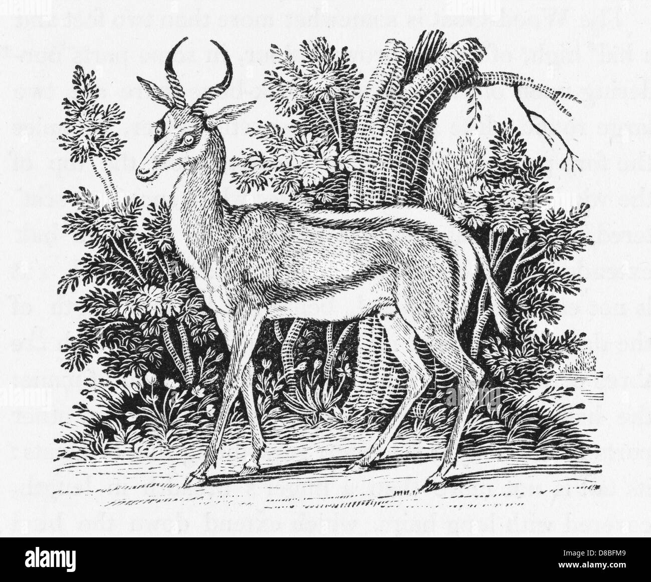 Springbok Cut Out Stock Images & Pictures - Alamy